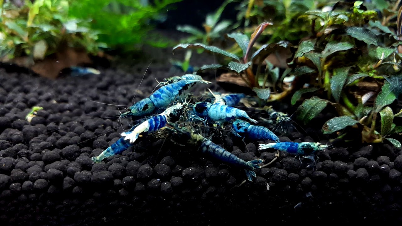 Taitibee Crazy Blue Caridina feeding timelapse - YouTube