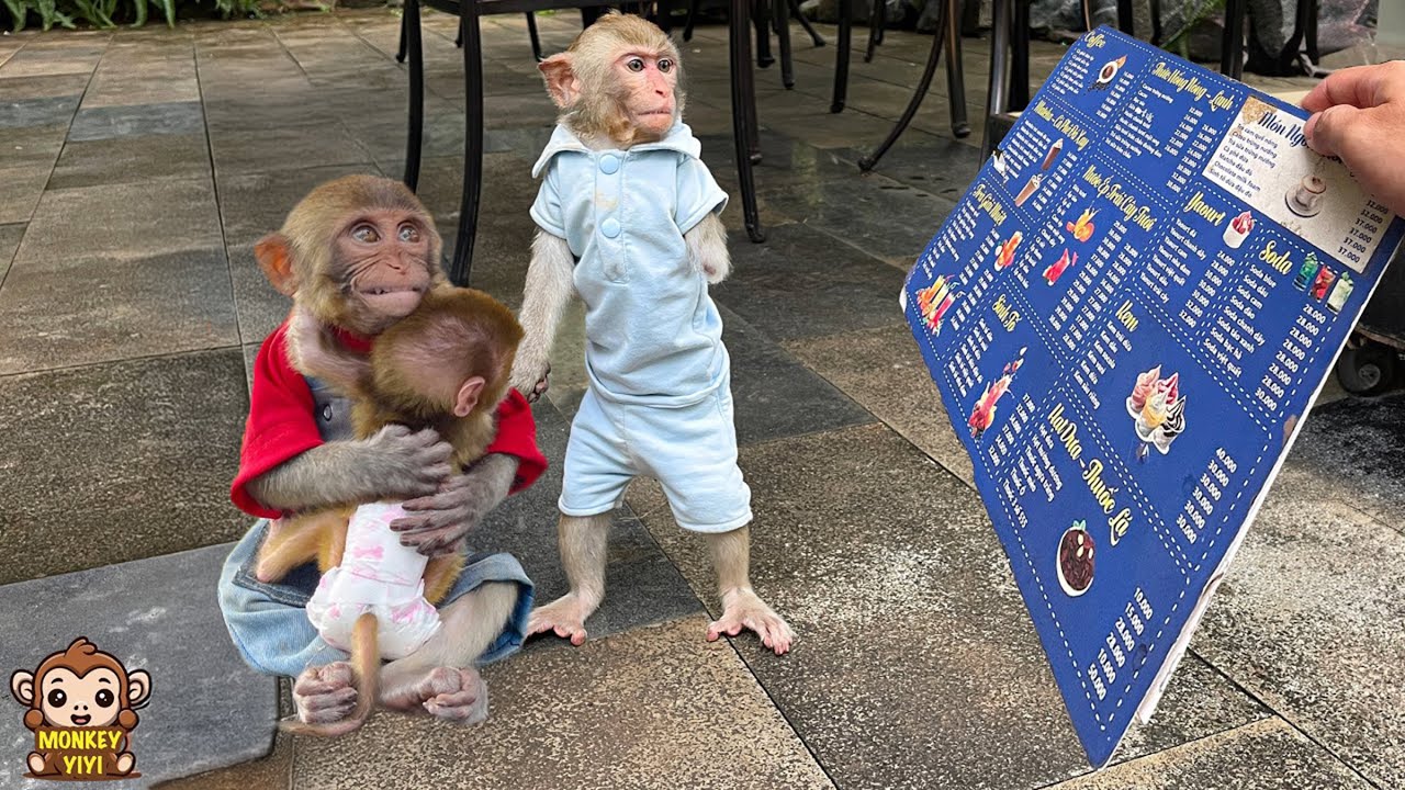 Super smart! YiYi protects baby monkey when meeting strangers - YouTube