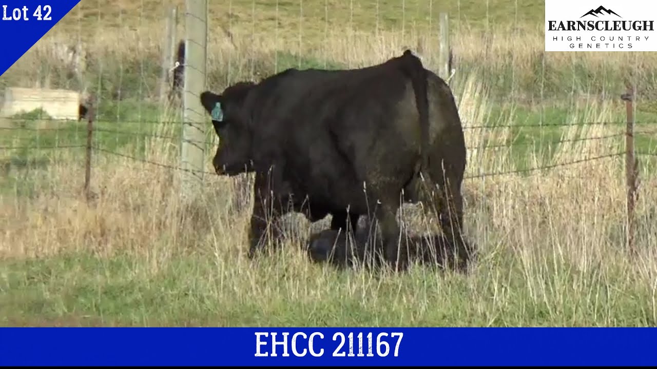 Lot 42 EHCC 211167 - YouTube