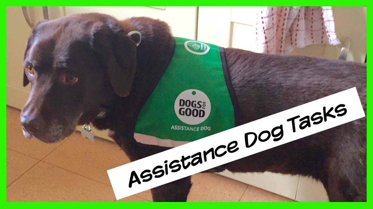 My Assistance Dog's Tasks - YouTube