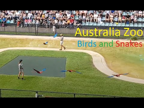 Australia Zoo Birds and Snakes during the Wildlife Warriors Show 13 ...