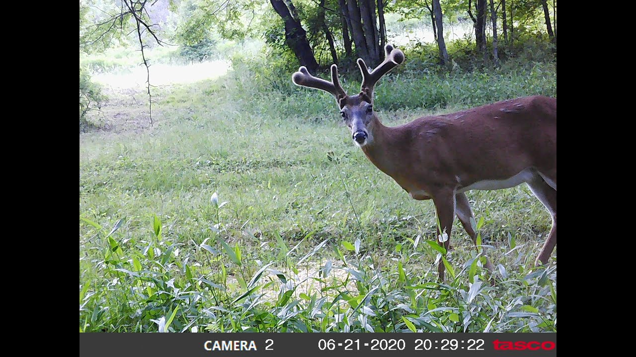 Big Buck On Trail Camera - YouTube