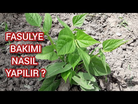 FASULYE YÜKSEK VERİM BAKIMI NASIL YAPILIR Fasulye Çapası, Sulaması Ve Gübrelemesi Ne Zaman Yapılır.🌱