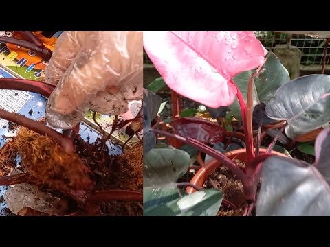 Propagate Pink Princess Step by Step/ How to propagate Philodendron ...