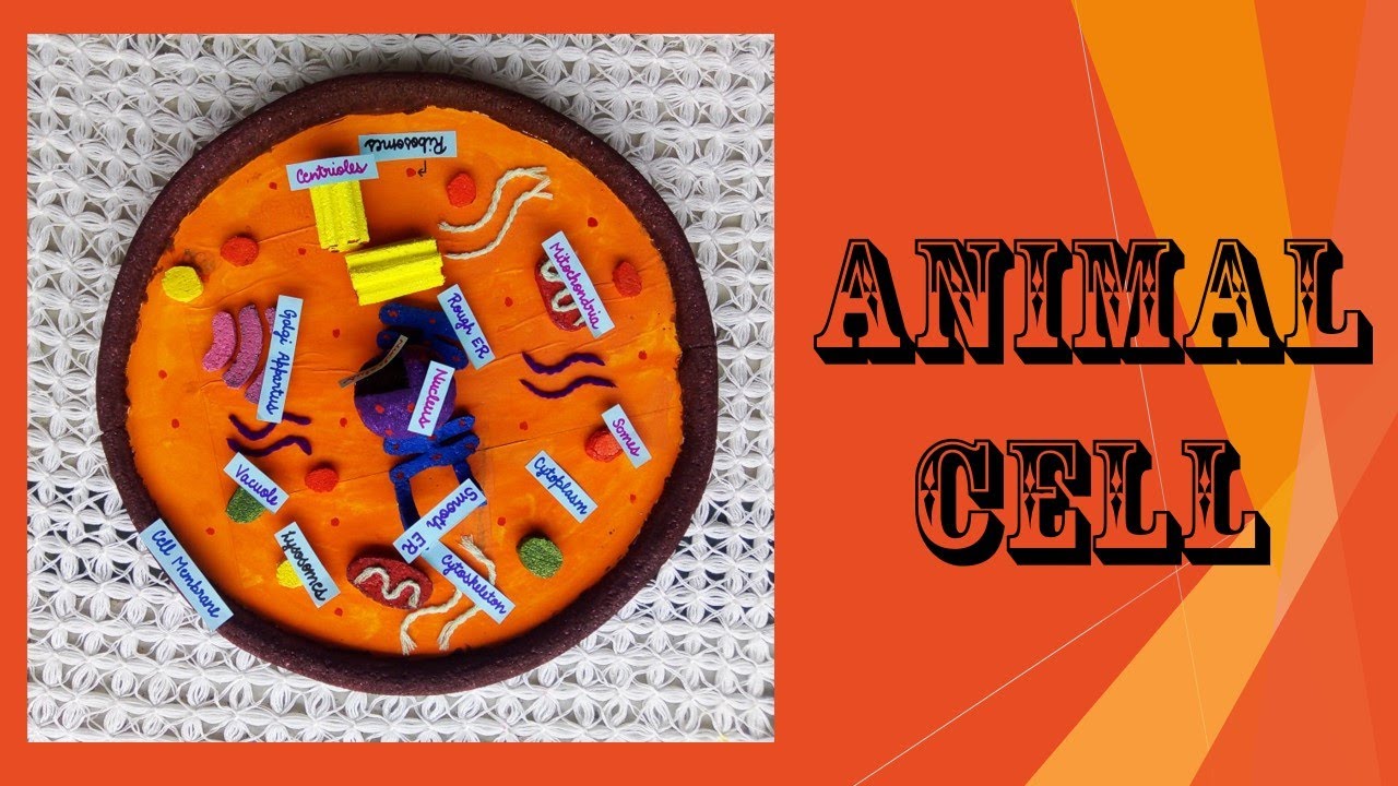 Animal Cell || DIY How to make an Animal Cell || Biology Model ...