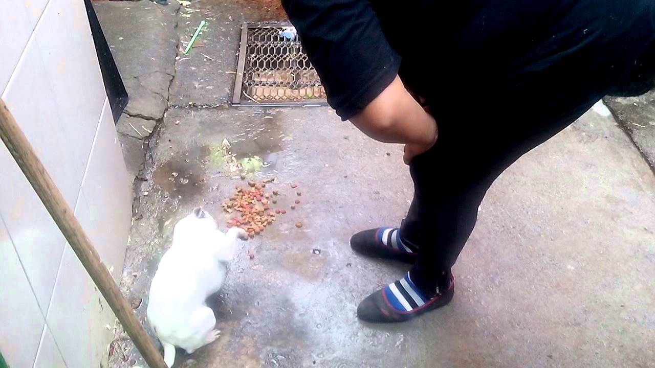 Perrito apenado - YouTube