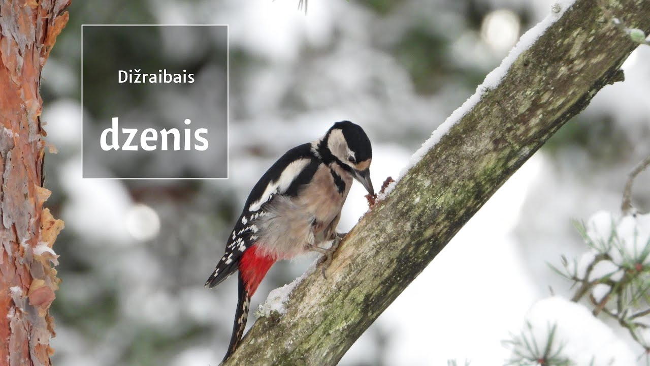 Dižraibais dzenis - Dendrocopos major - YouTube