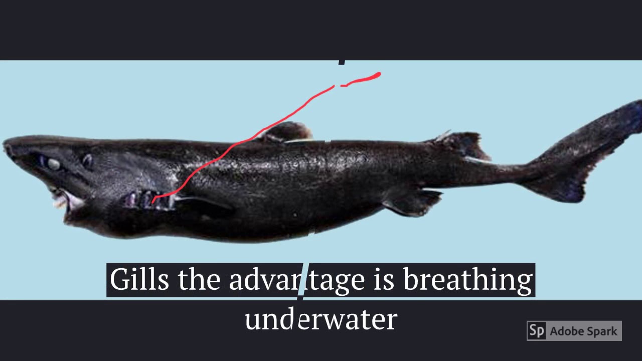 Ninja Lantern Shark - YouTube