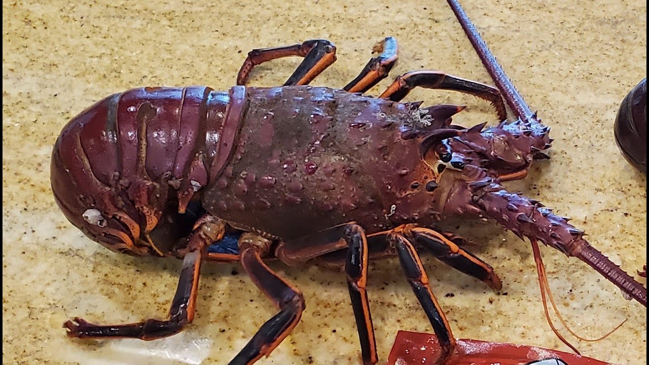 Grilled Lobster Dynamite | Pt. #3 Hasty Bake Legacy 132 | BBQ Champion ...