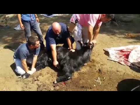 125 kg Teke Kesimi (Tüm İçtenliğimizle)