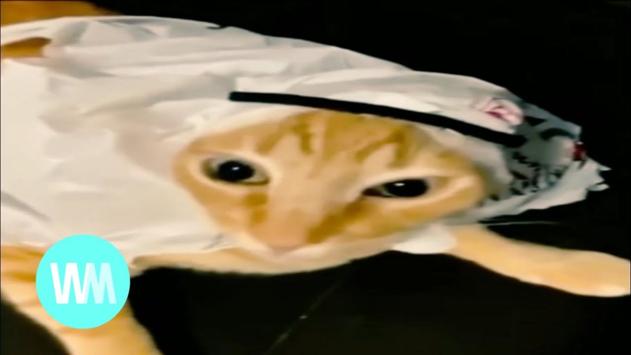 top 5 habibi cat - YouTube