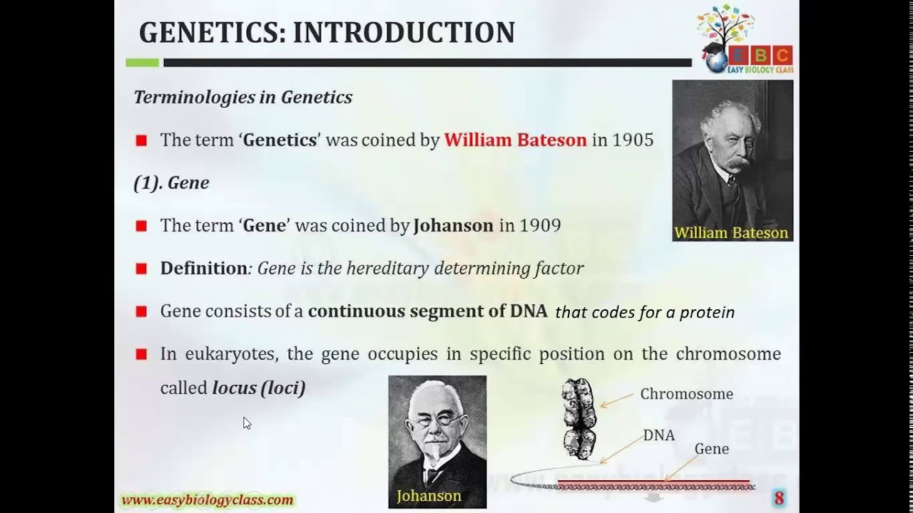 Introduction to Genetics - YouTube