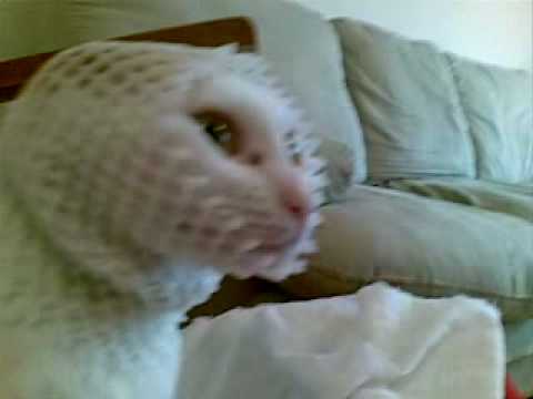 super funny catatonic cat - YouTube
