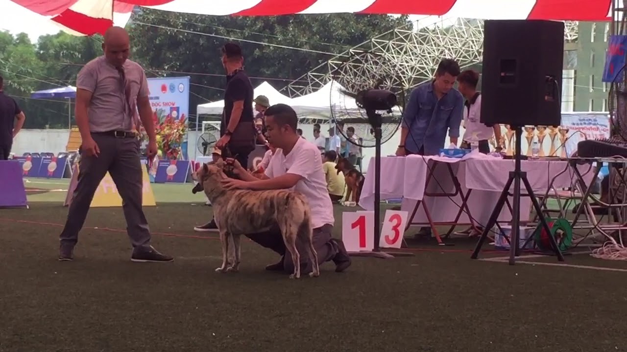 Bom - Dog show T8/2017 - 3 - YouTube