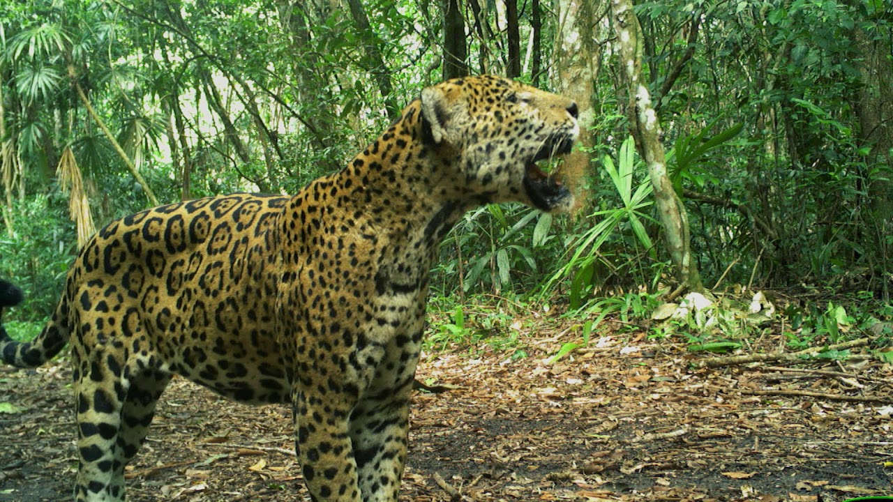 ¿Cómo es que Guatemala Conserva el Jaguar? - YouTube