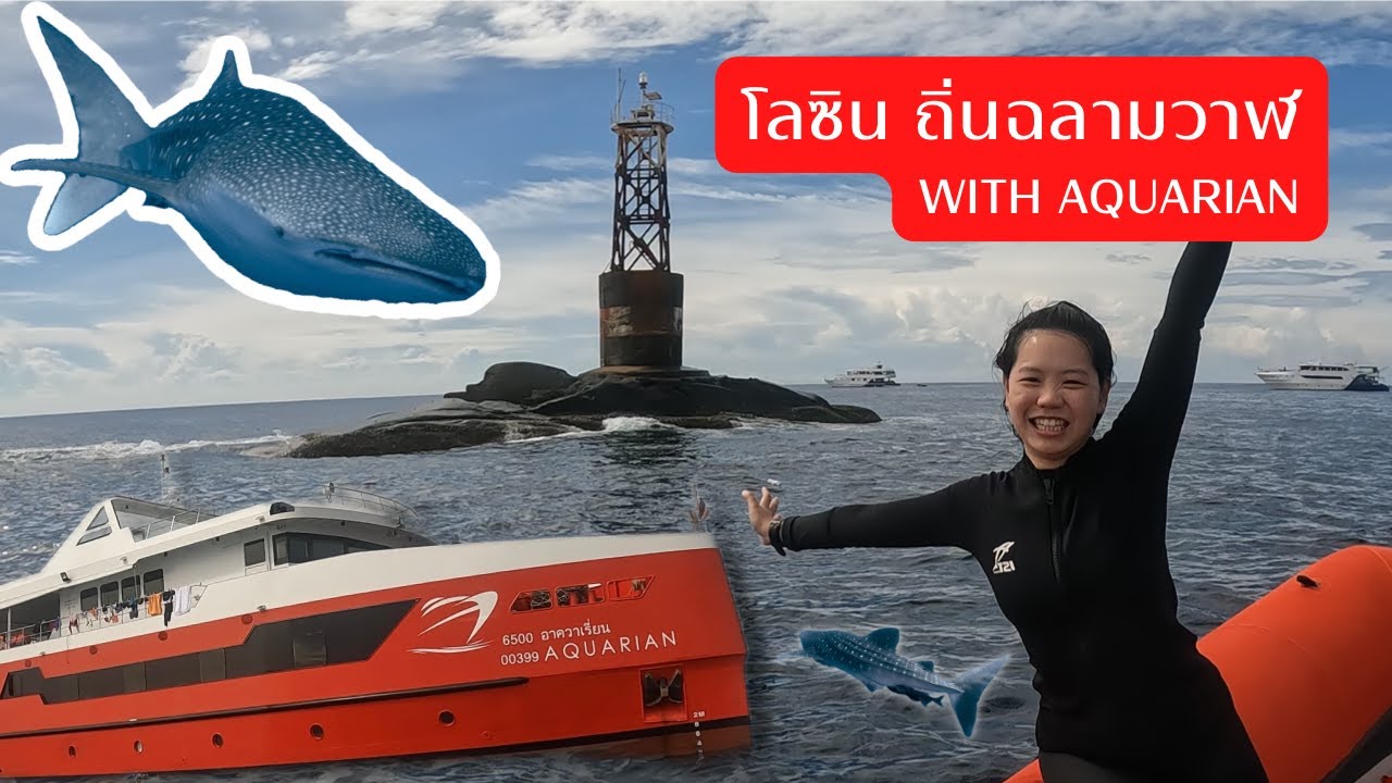 Vlog #5 โลซิน ดำน้ำสบตาฉลามวาฬ กับเรือ Aquarian Liveaboard: Go LOSIN ...