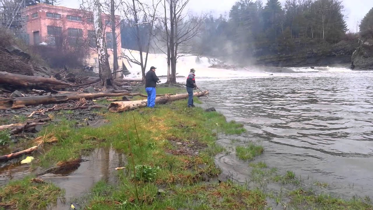 Carp Fishing In NY - YouTube