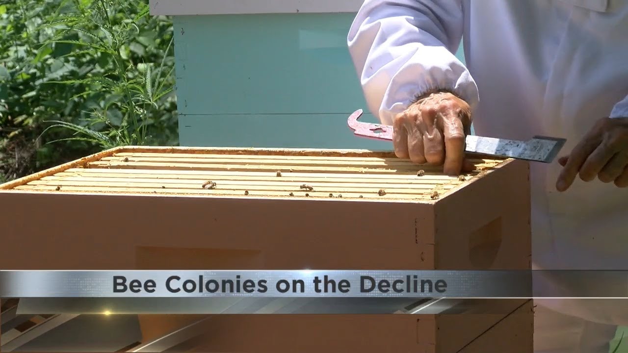 Bee colonies on decline in U.S. - YouTube