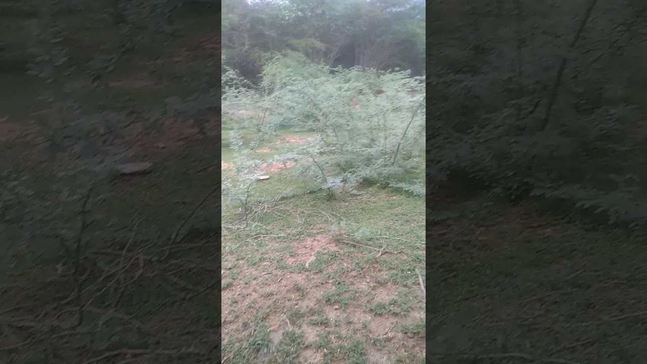 Maadu meithal - YouTube