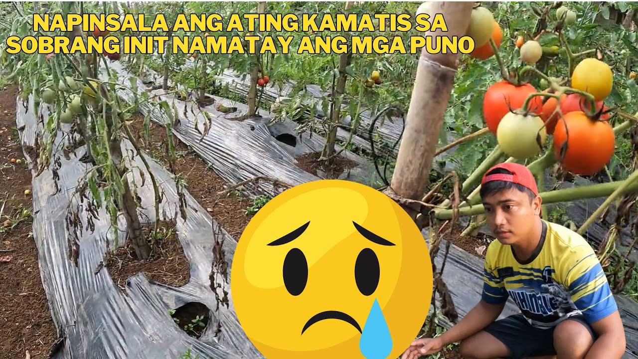 DAMING NAMATAY NA PUNO NG KAMATIS - YouTube