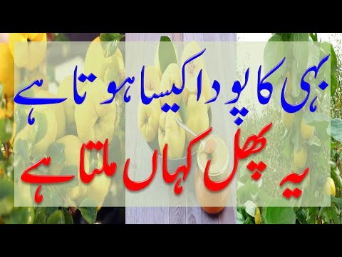 Bahi Tree/ Health benefits of Bahi in Urdu/ benefits of safarjal ...