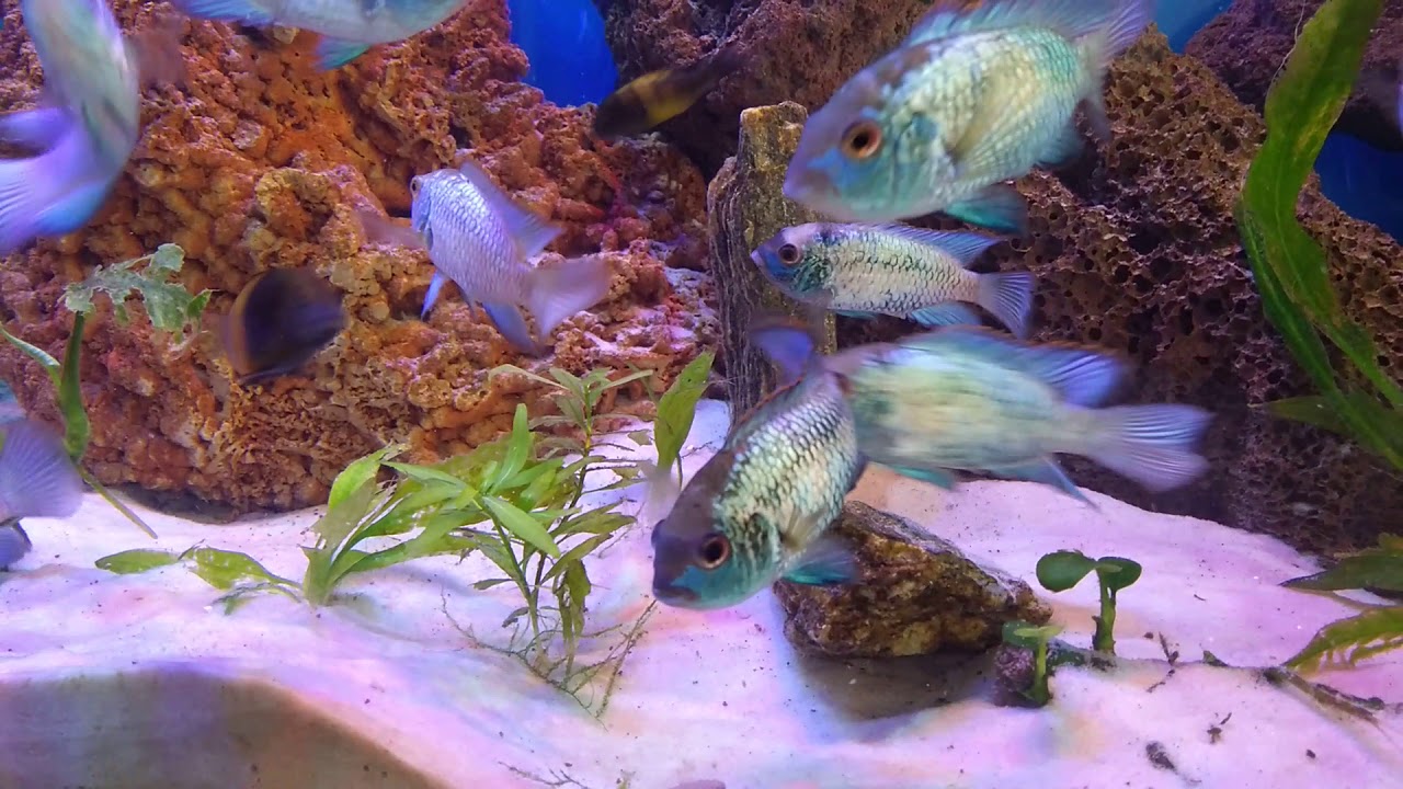 Acara Electric Blue Neon - YouTube