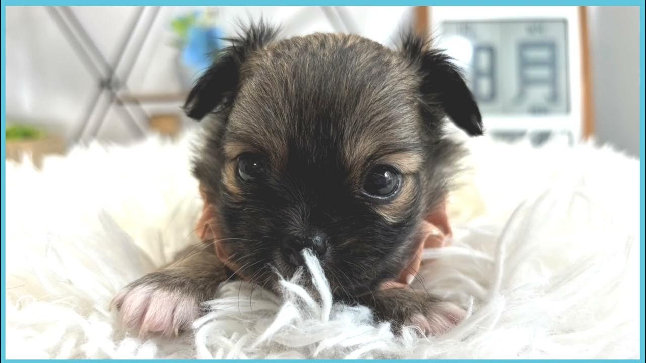 ペットショップCOO&RIKU No00698657(MIX) - YouTube