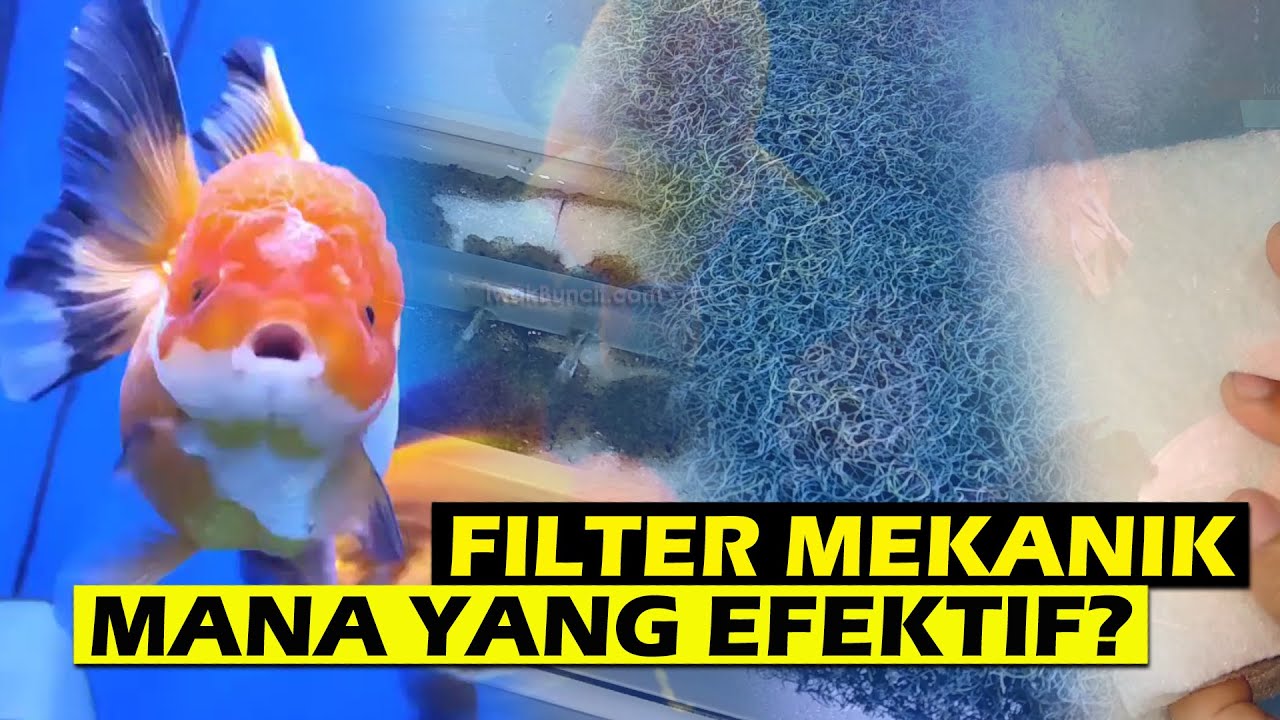 Dari Sekian Banyak Jenis FILTER MEKANIK Ikan Mas Koki Mana yang EFEKTIF ...