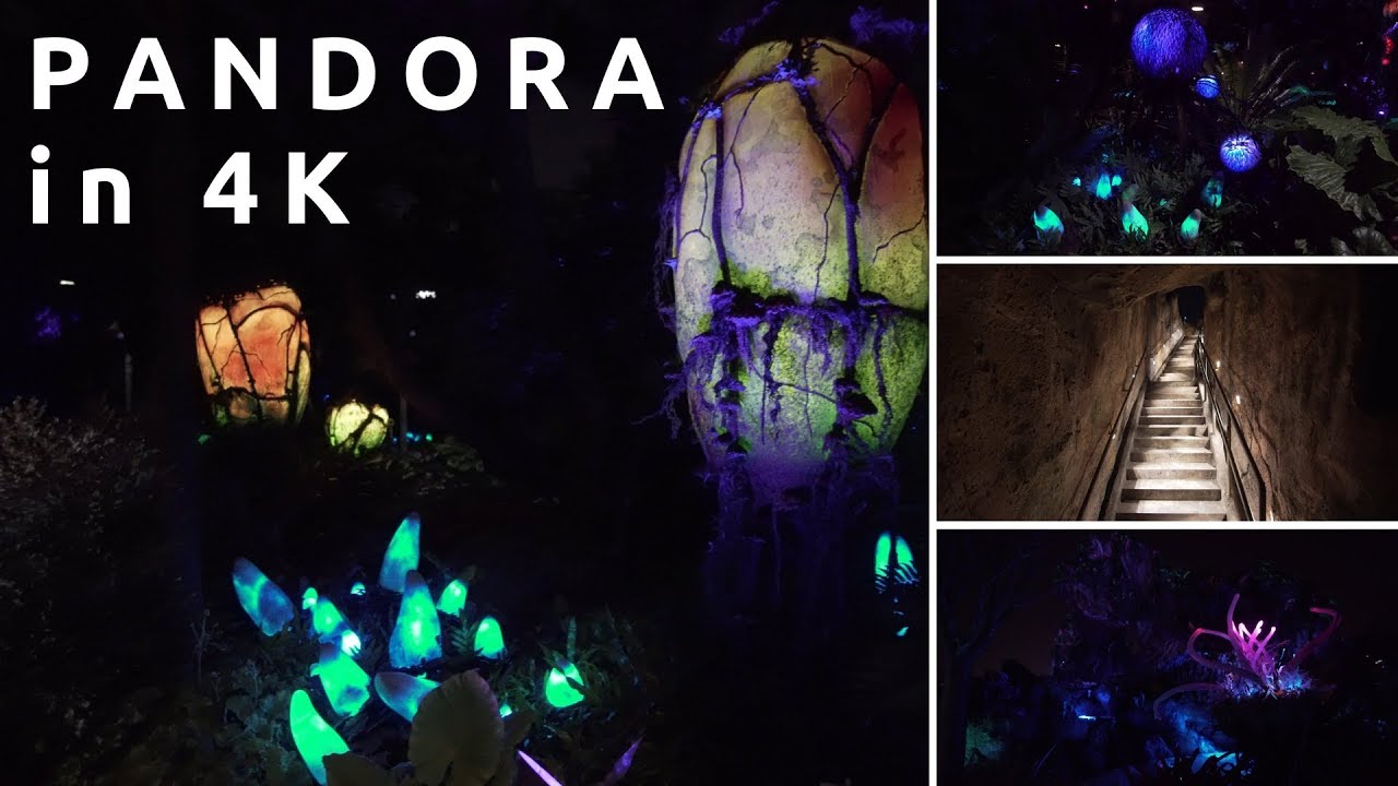 Animal Kingdom's Pandora at night in 4k - YouTube