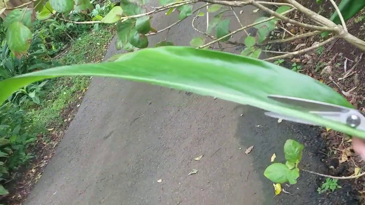 How to cut and prep ti leaves to make ti leaf lei - YouTube
