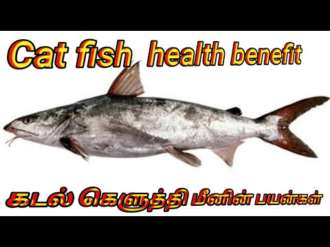 Keluthi meen cutting and health benefit கெளுத்தி மீன் நன்மைகள் - YouTube