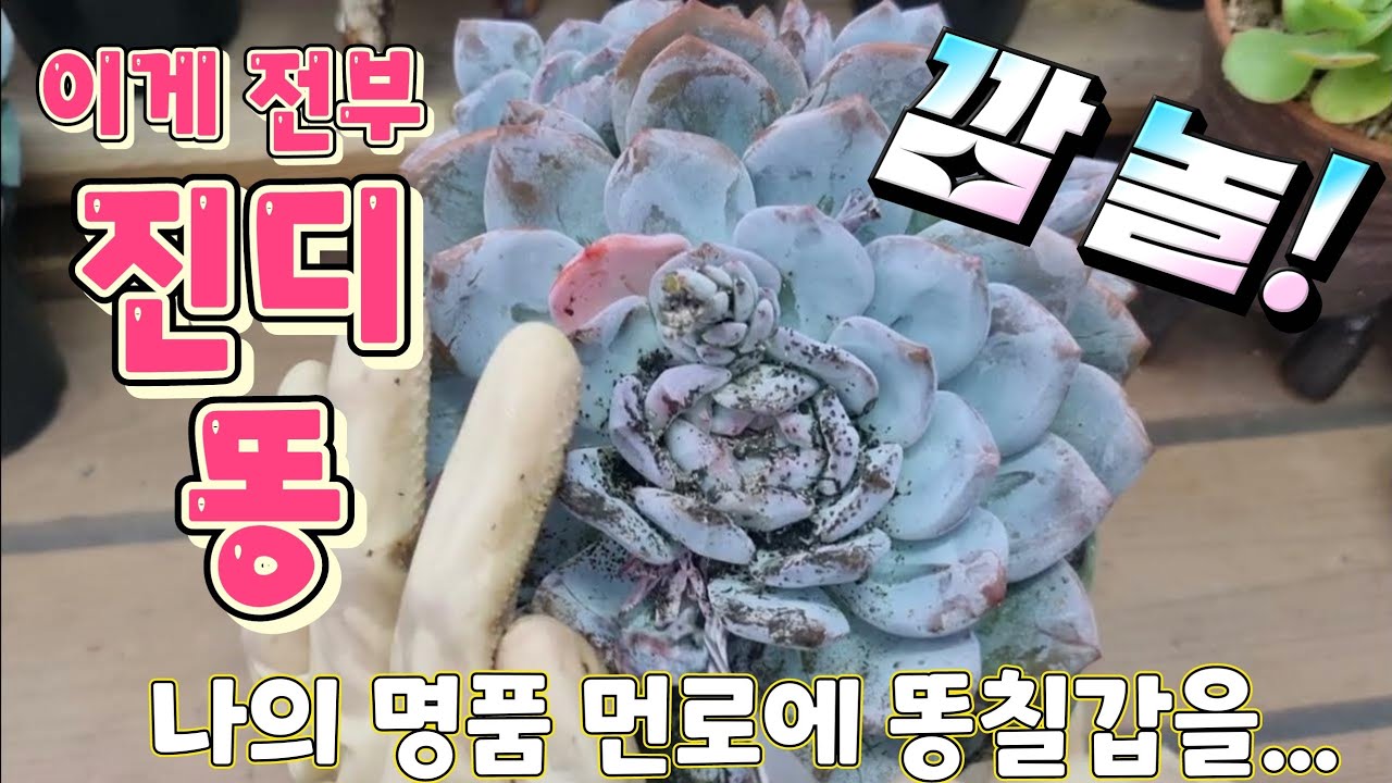 진디 배설물 테러당한 먼로 대품 군생 프리티다육에서 품어온 잘 생긴 명품 먼로 얼굴에 이게 무슨 일이고 화가난다 화가나