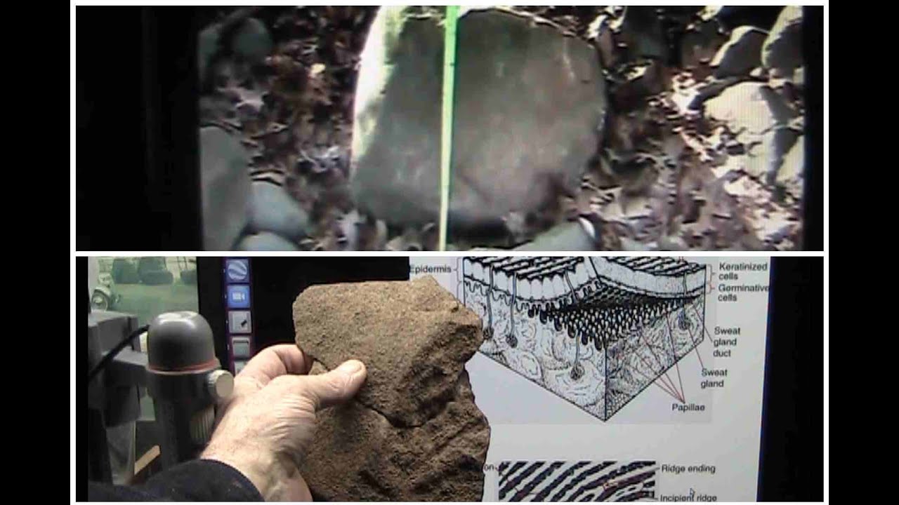 Giant Human Fossils Tested and the DNA is Homo Sapien Mother Side mtDNA ...