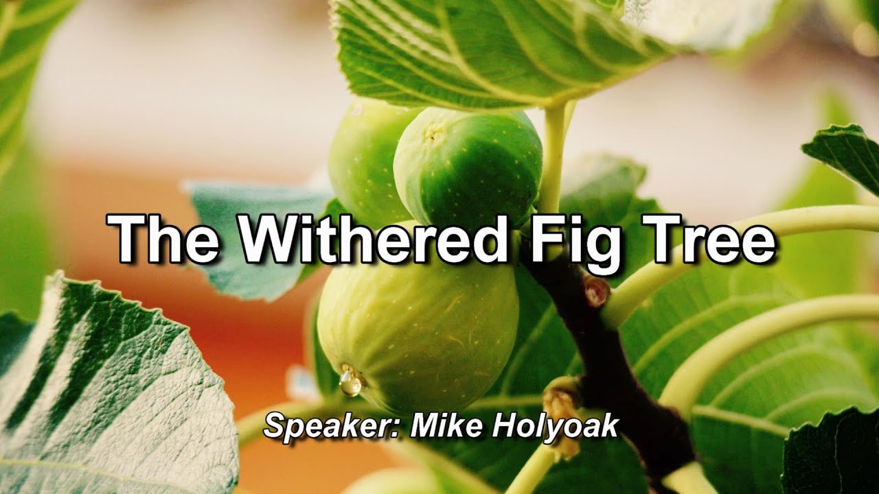 The Withering Fig Tree — Mike Holyoak - YouTube