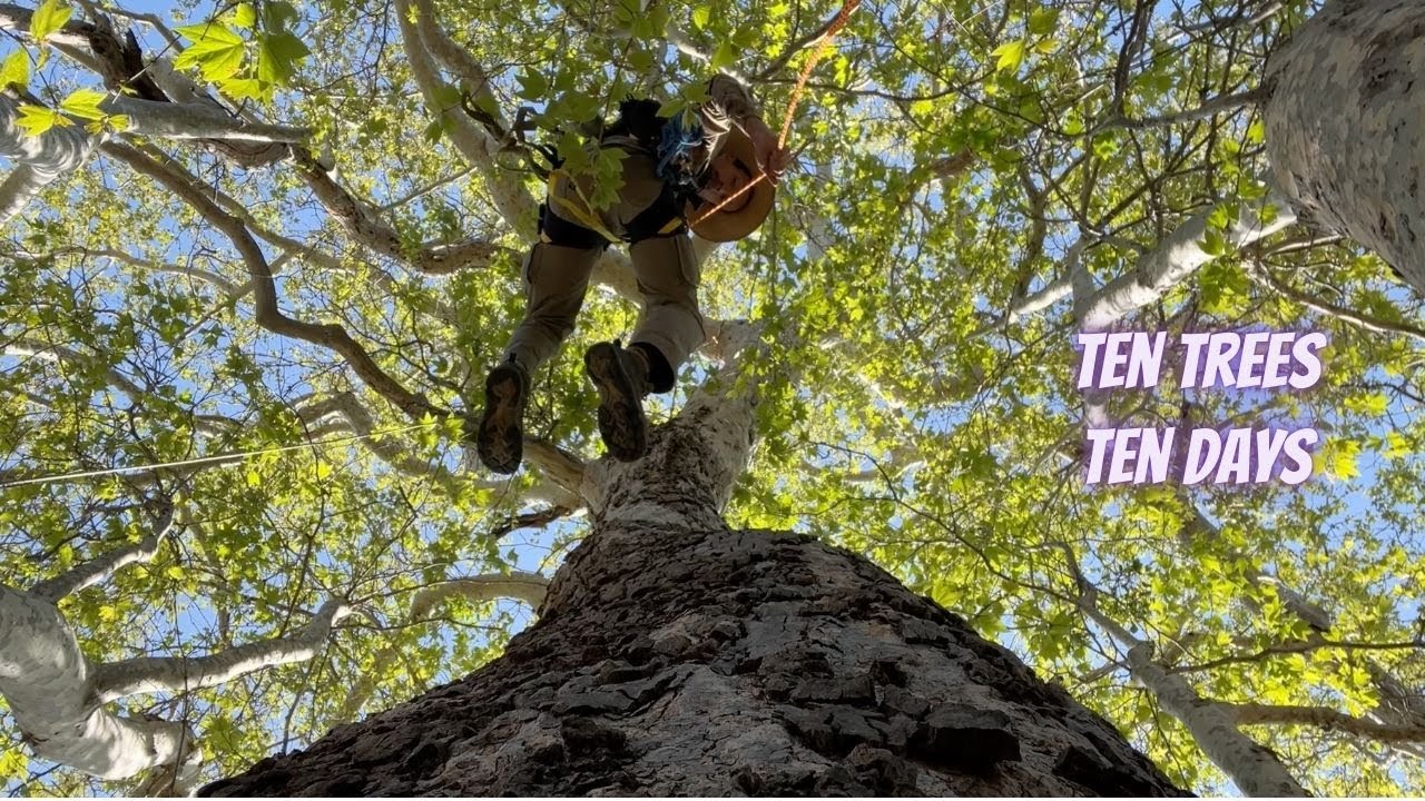 Ten Days Ten Trees: Part One - YouTube