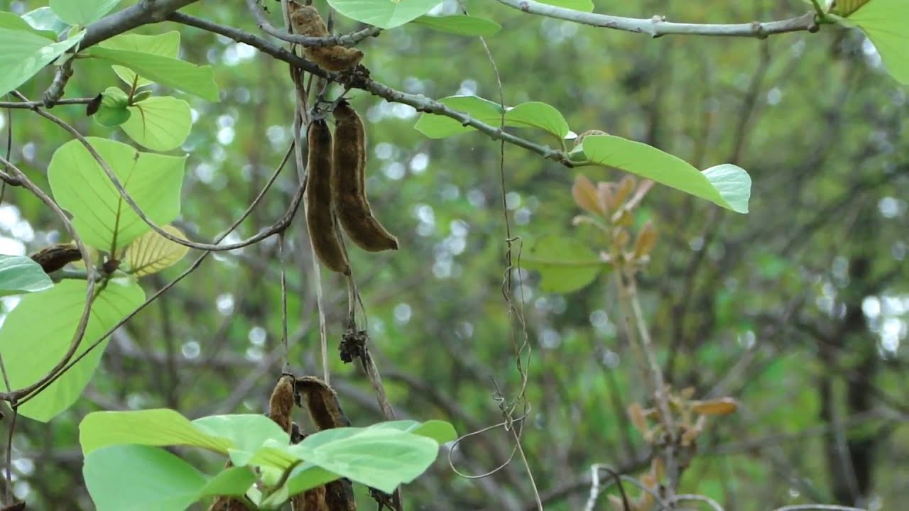 Plant and Animal sources of Minor Forest Products of India. Part-2 ...