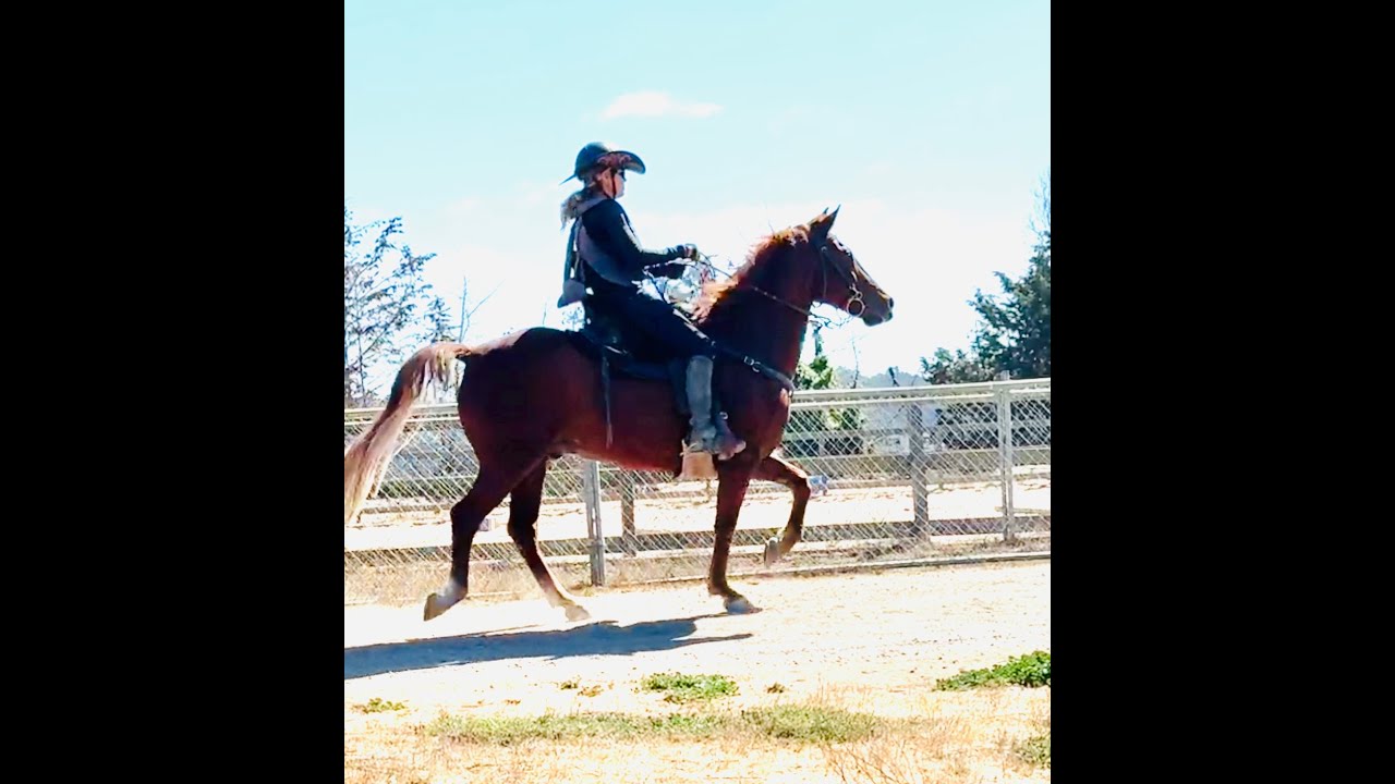 Secrets To The Trotty Gaited Horse - Marchador Cross - Copper for Sale ...
