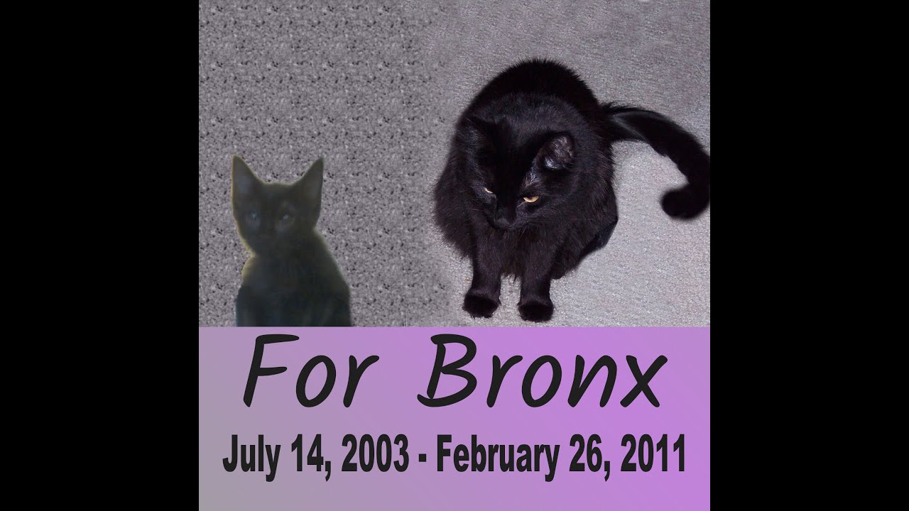 For Bronx July 14 2003 - February 26, 2011 - YouTube