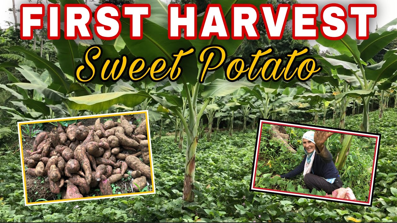 PARAAN KUNG PAANO ANIHIN ANG KAMOTE | UNANG HARVEST | SWEET POTATO ...
