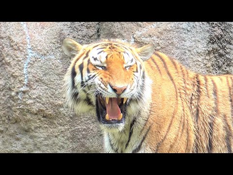 It's so intimidating! A tiger howls with great power! - YouTube