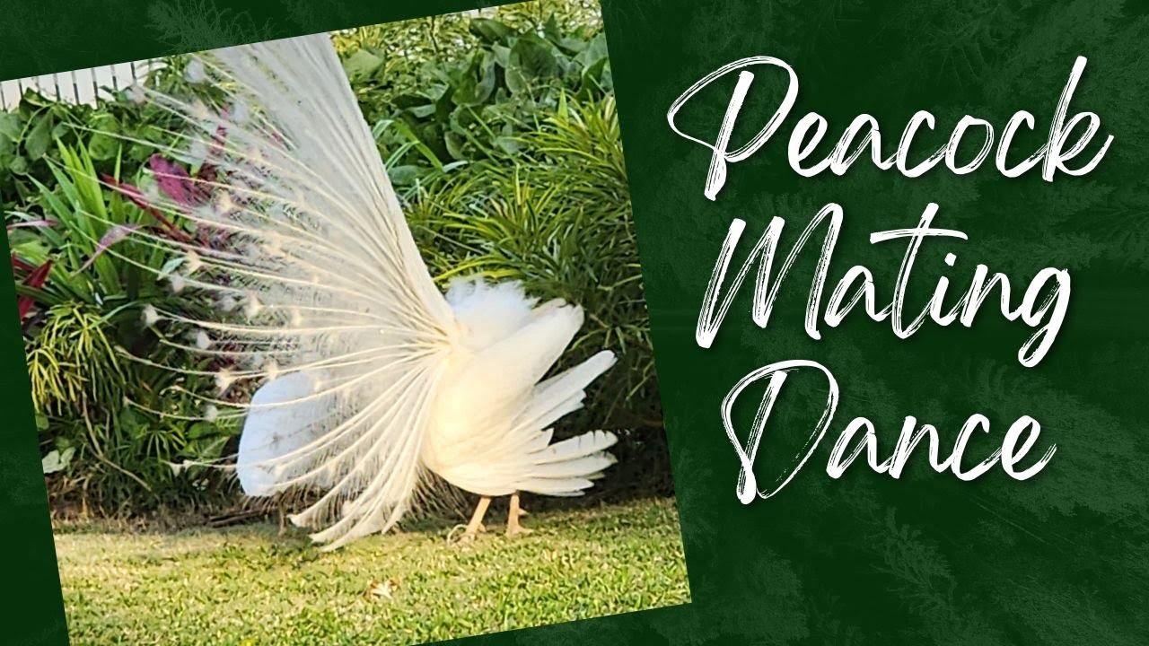 White Peacock and Peahen: Nature's Elegance 🦚 | Peacock Mating Dance ...