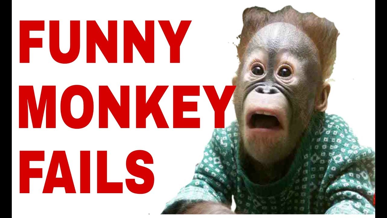 Funny monkey vidoes a funny monkeys compilation 2018 - YouTube