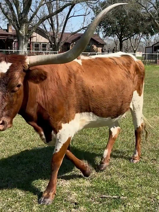 Longhorn Cows- 3E Mist & C7 Fancy Brandy - YouTube