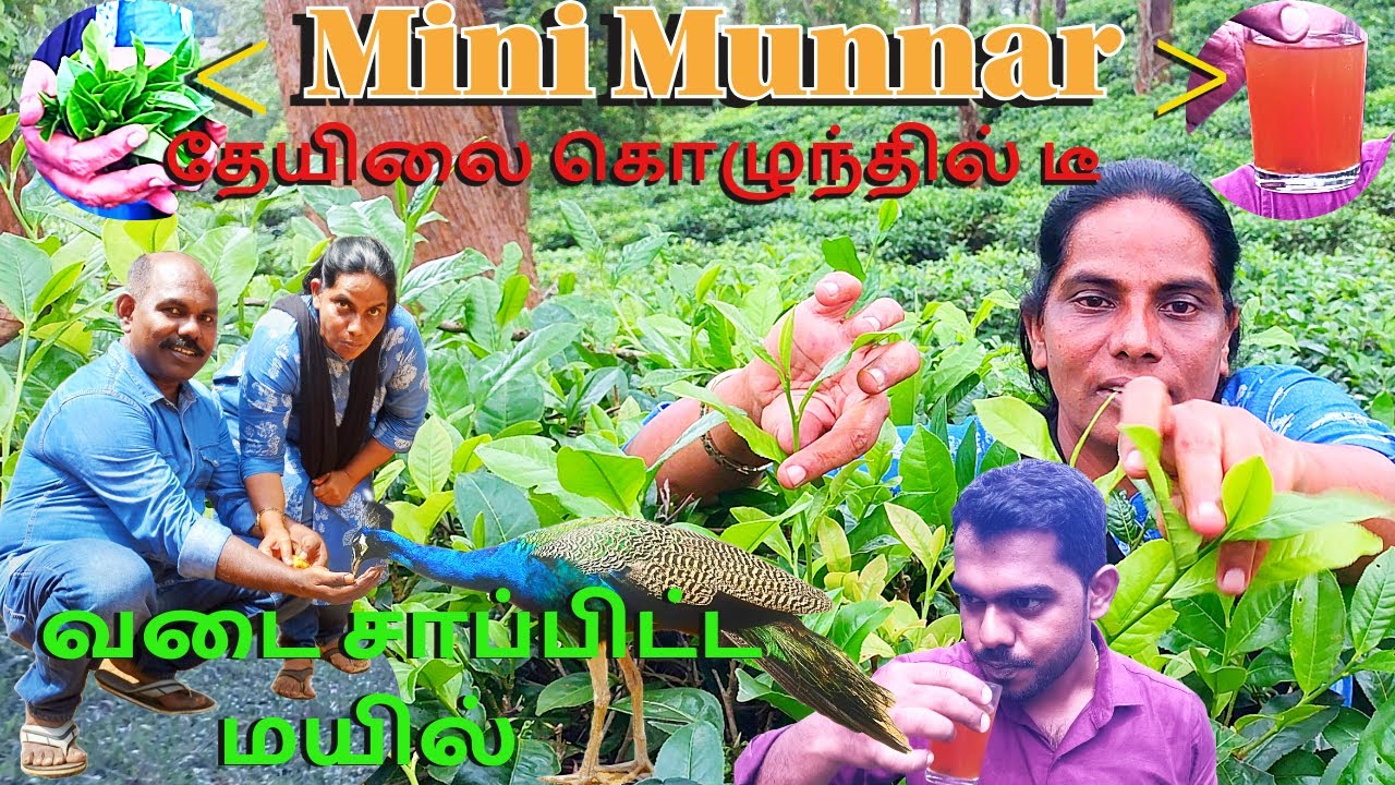 Ambanadu Hills | மயிலுக்கு பருப்பு வடை எனக்கு அம்பநாடு பச்சை தேயிலை டீ ...