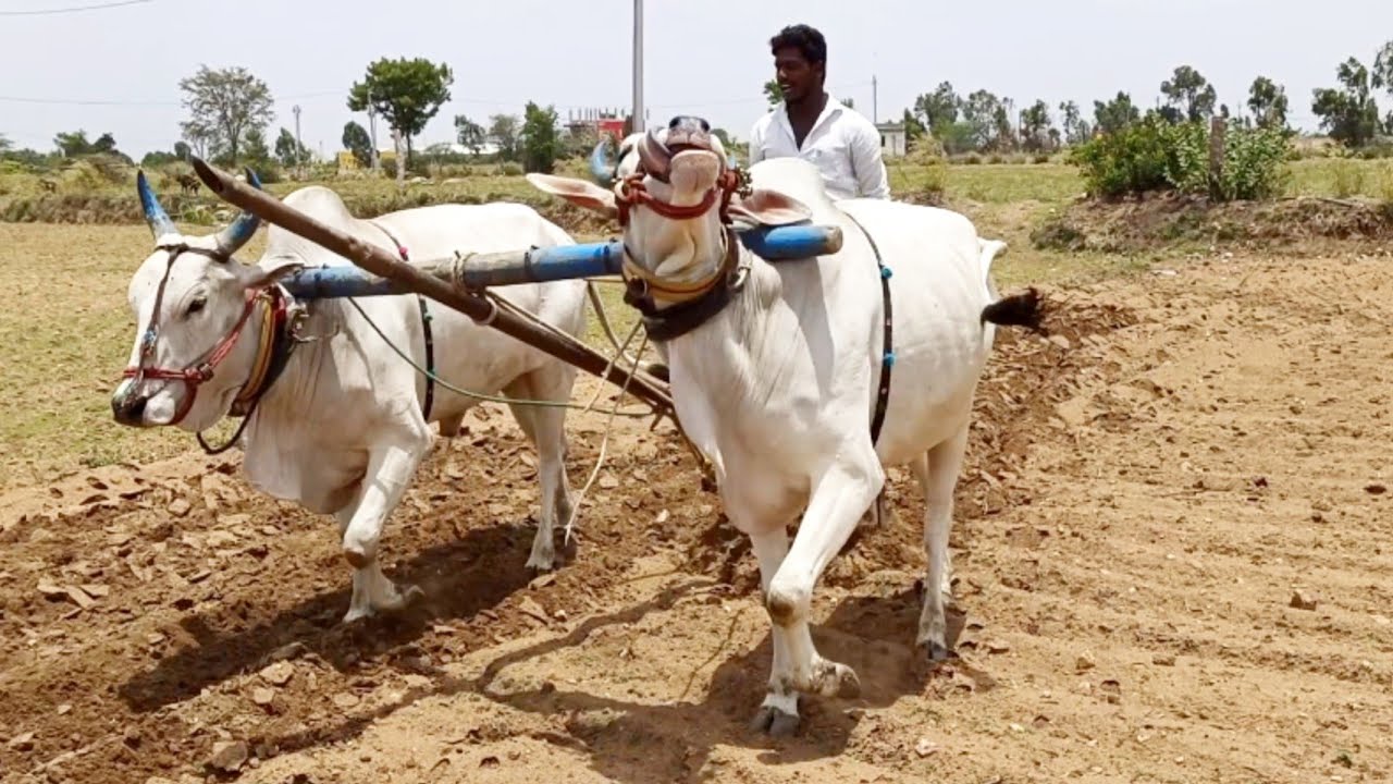 ploughing field with oxen in india-traditional agriculture-village life ...