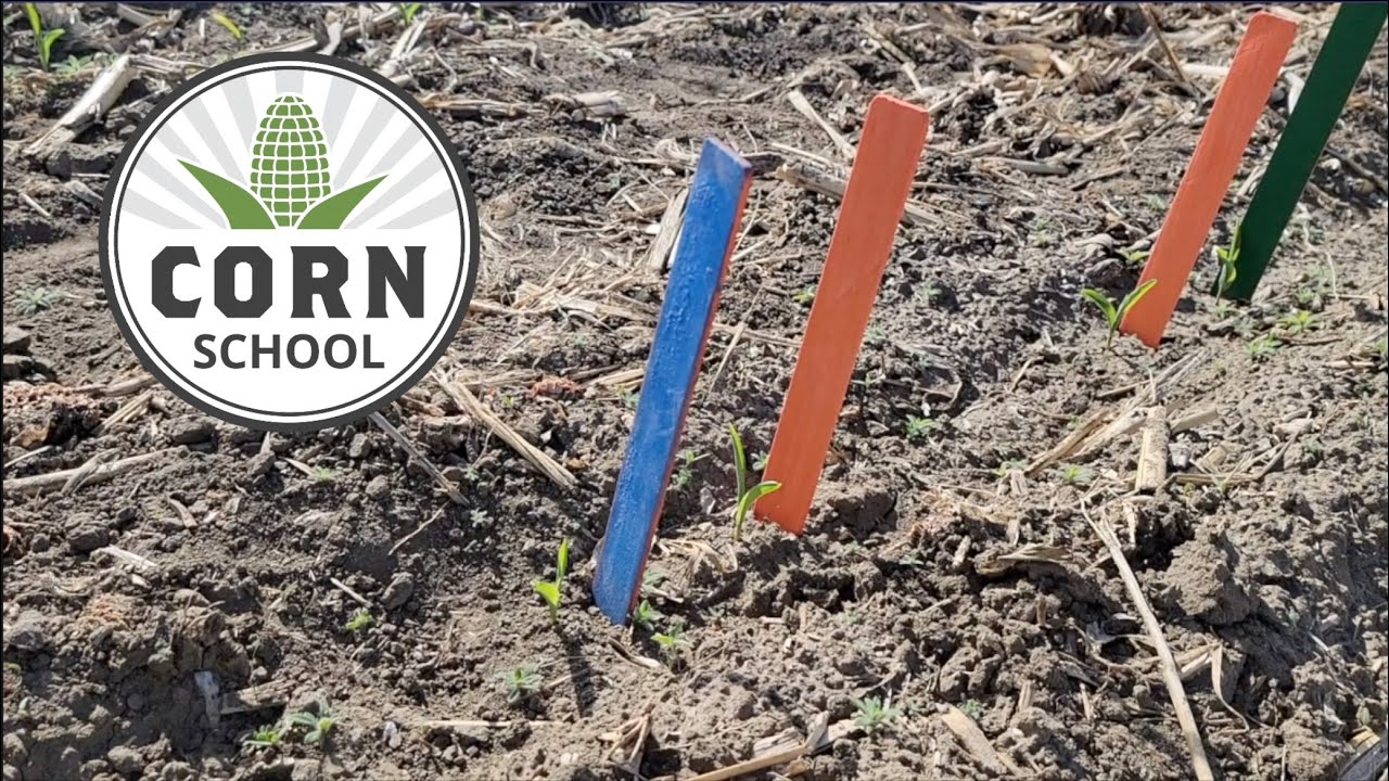 Corn School: Learning from an emergence flag test trial - YouTube