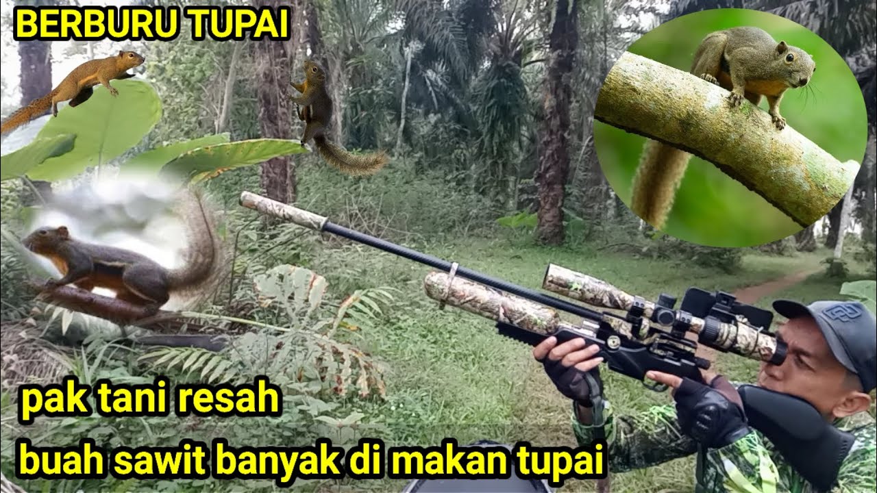 BERBURU TUPAI 🔴PETANI RESAH BUAH SAWIT BANYAK DIMAKAN TUPAI@Ayuk ...