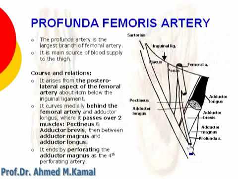 57 L Limb Profunda femoris artery د أحمد كمال - YouTube