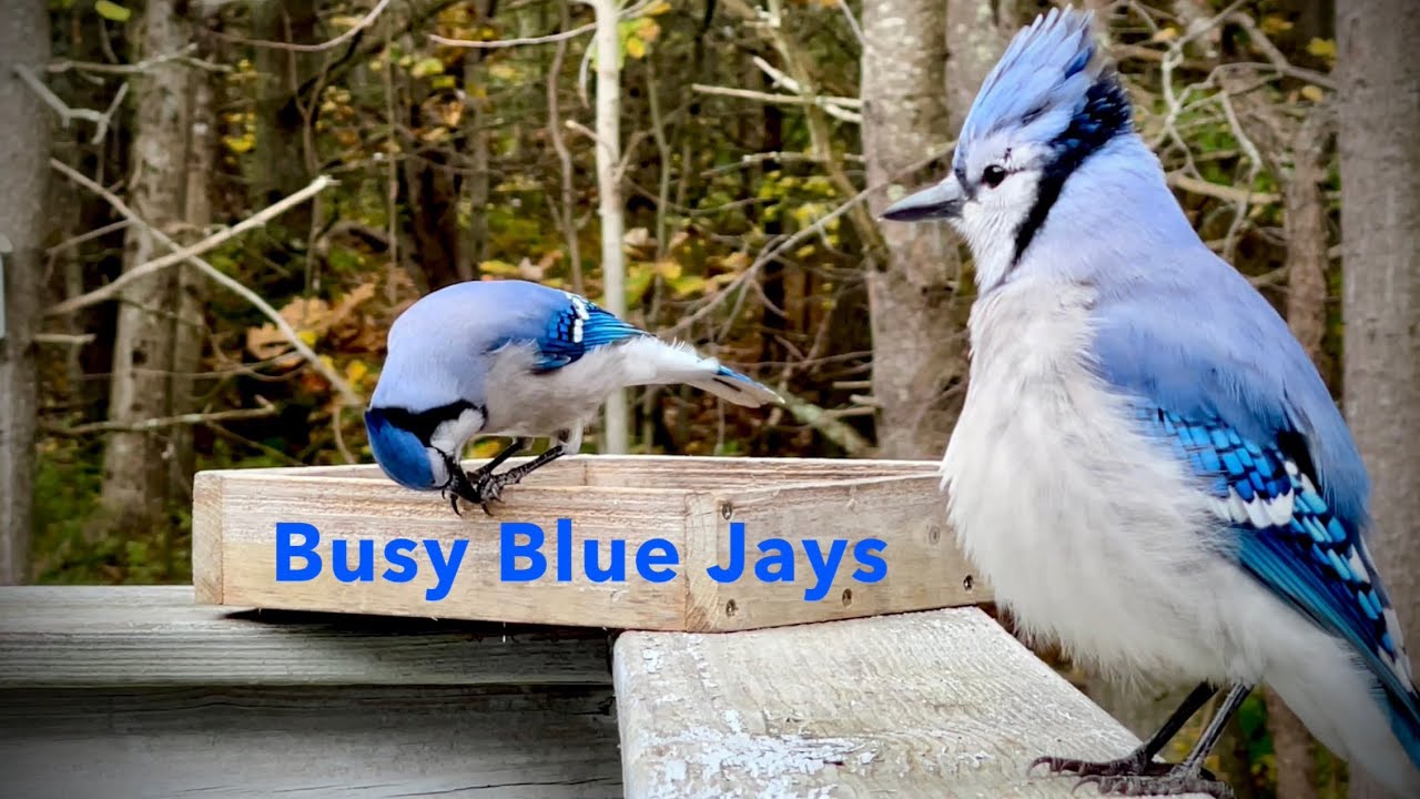 Busy Blue Jays - YouTube