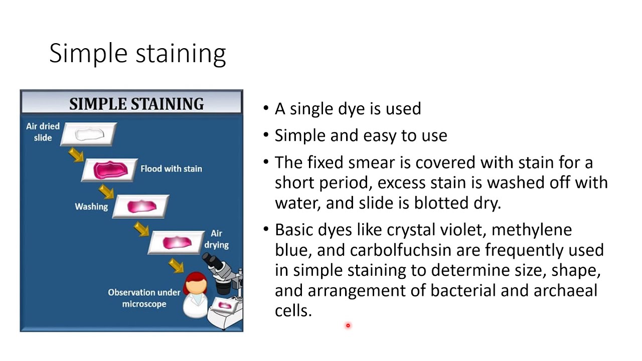 Dyes and Simple Staining - YouTube